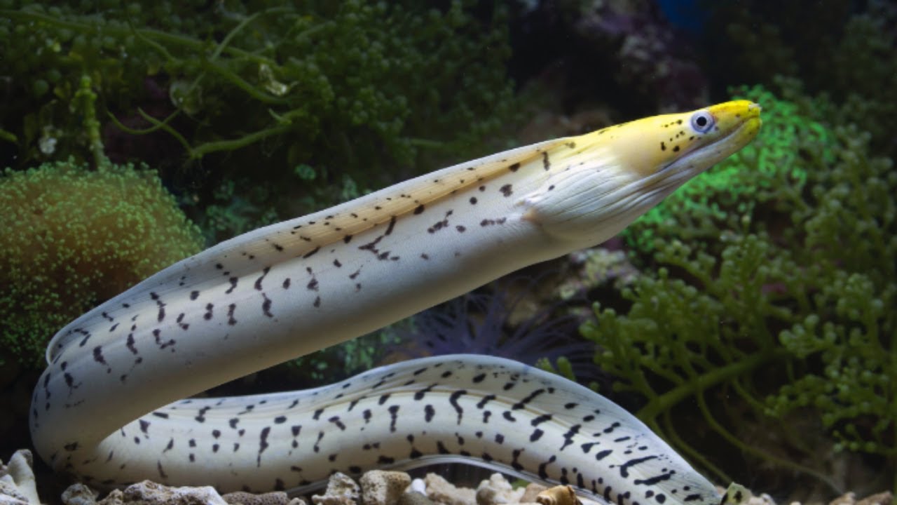 indian jiant eel | indian eel fish farming | giant freshwater eel | freshwater eel aquariums ...