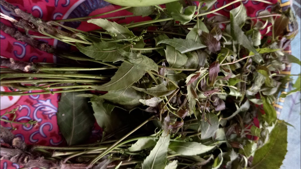 Nim Pata Begun#bangalirecipe - YouTube