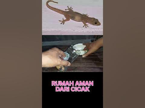 Cara membuat perangkap cicak dari botol plastik - YouTube