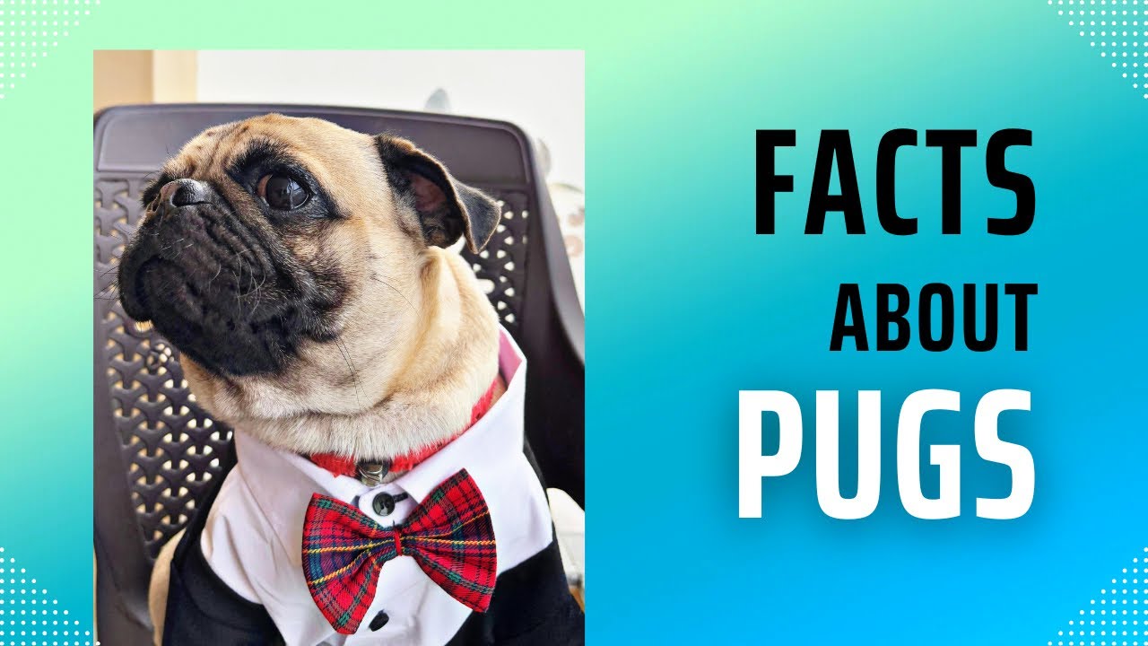 Pug Facts | Facts About Pugs | Life Of Pug - YouTube