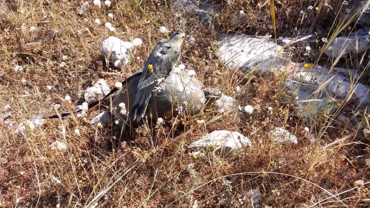 Χελωνα παει βολτα το κοκατιλ μου - YouTube