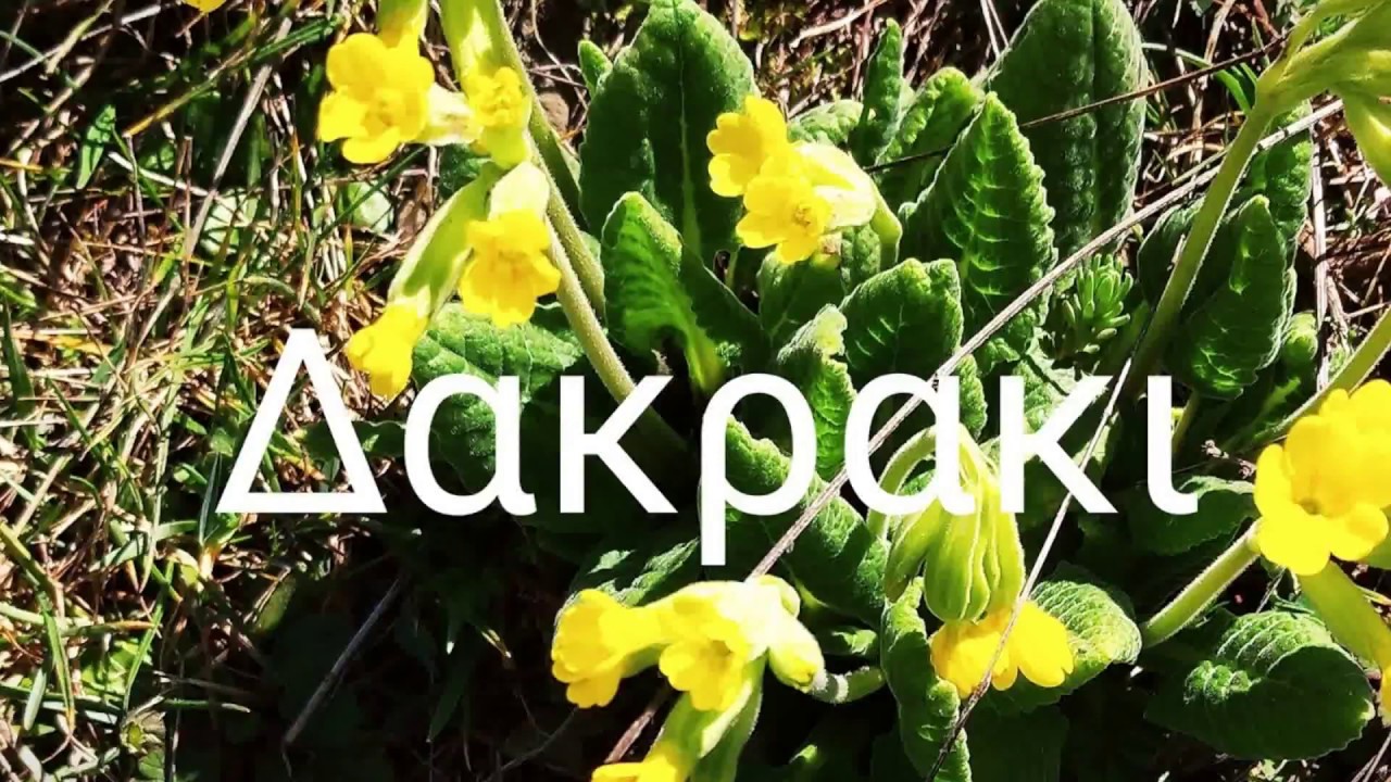 ΔΑΚΡΑΚΙΑ Primula ΣΤΟ ΒΕΛΟΥΧΙ EVRYTANIA GREECE - YouTube