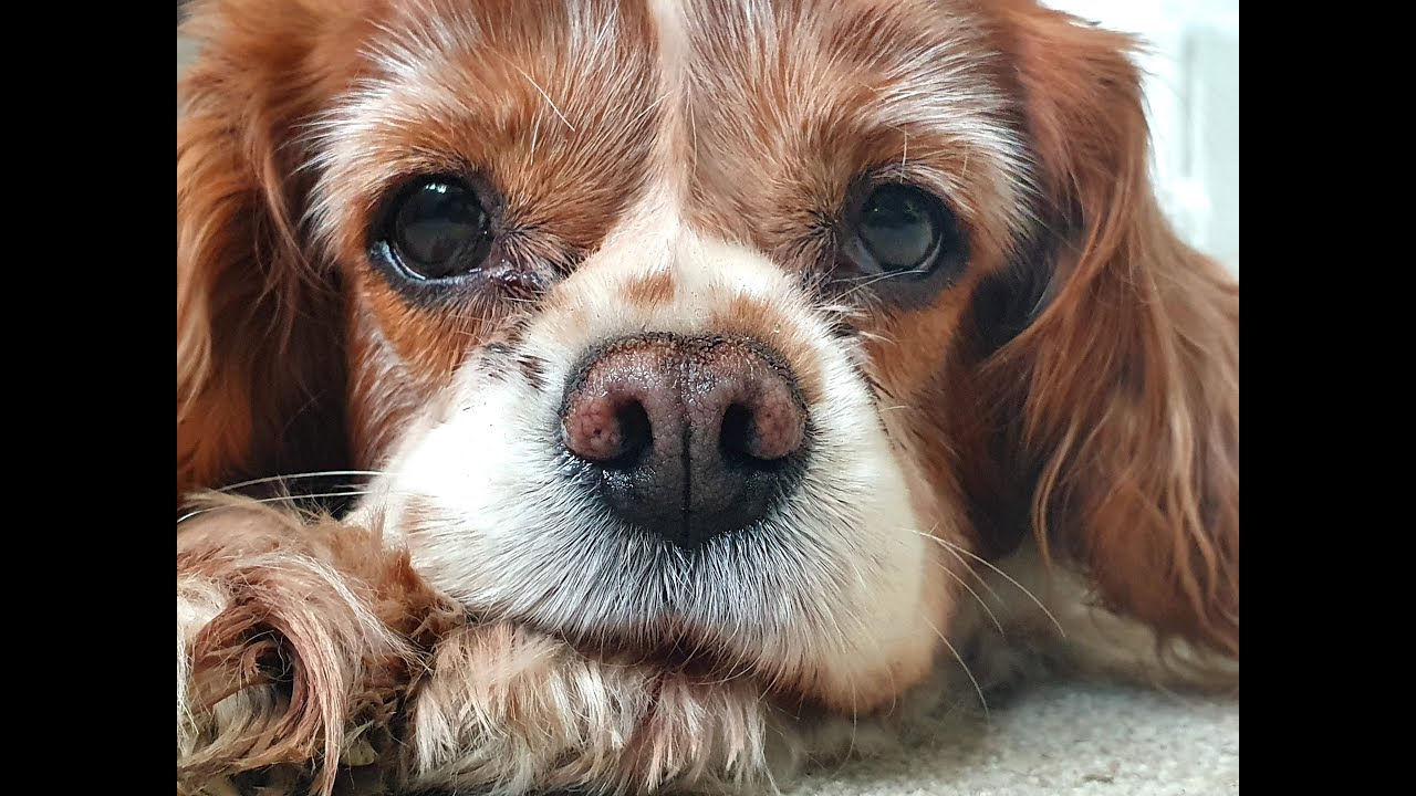 Sam the dog - YouTube