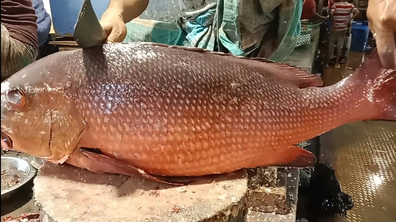 Amazing Giant Red Snapper Fish Cutting Skills Live In Fish Market - YouTube
