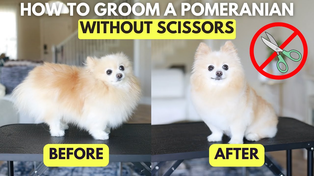 How To Groom a Pomeranian At Home Without Scissors - YouTube