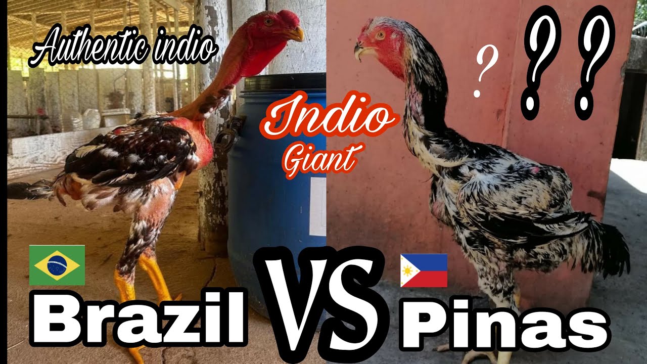 Indio Giant chicken in Brazil/times Indio giganteh sa Pinas legit or ...