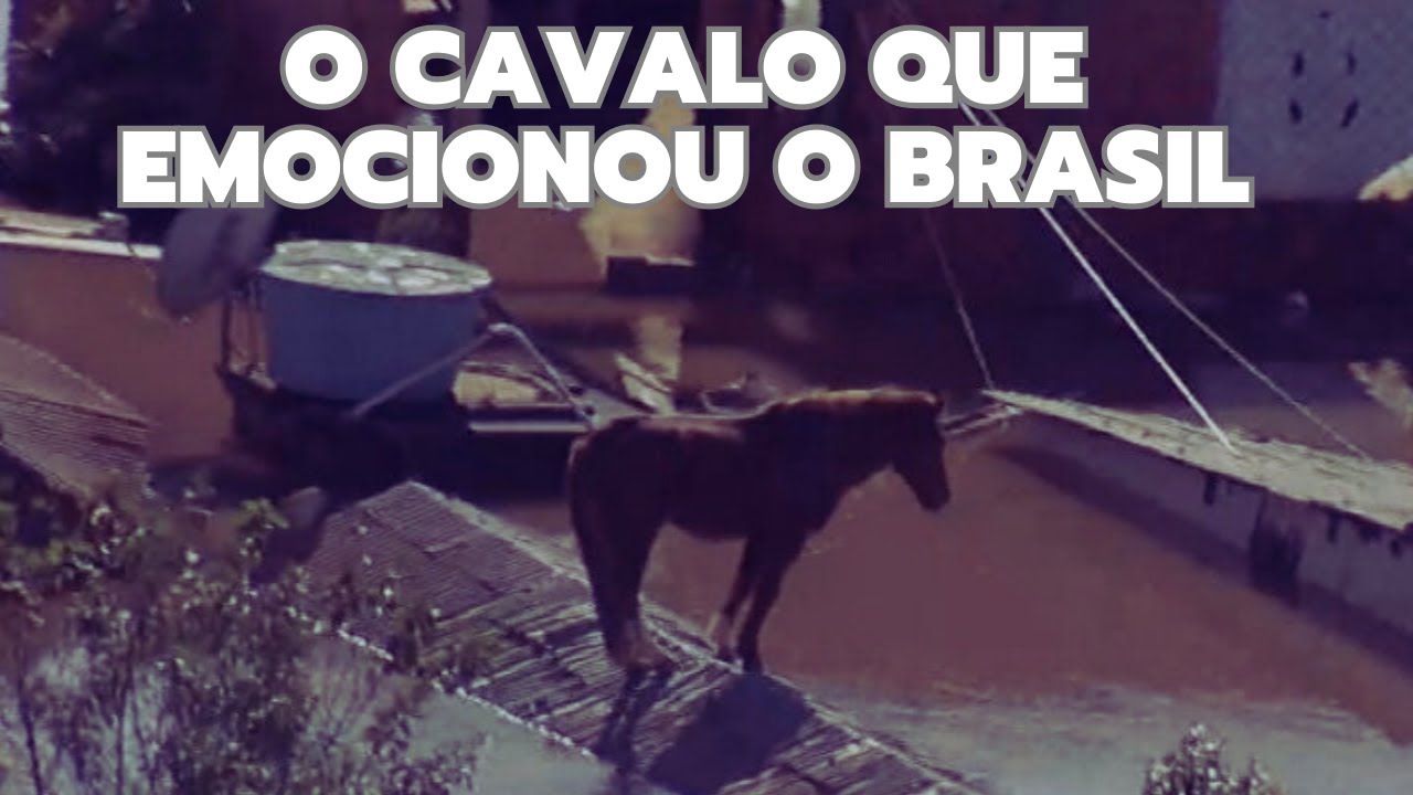 Desastre no Rio Grande do Sul: O Incrível Resgate do Cavalo 'Caramelo ...