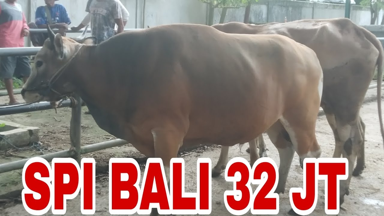 SAPI BALI JANTAN SUPER HARGA 32 JUTA DI PASAR HEWAN PELAIHARI TANAH ...
