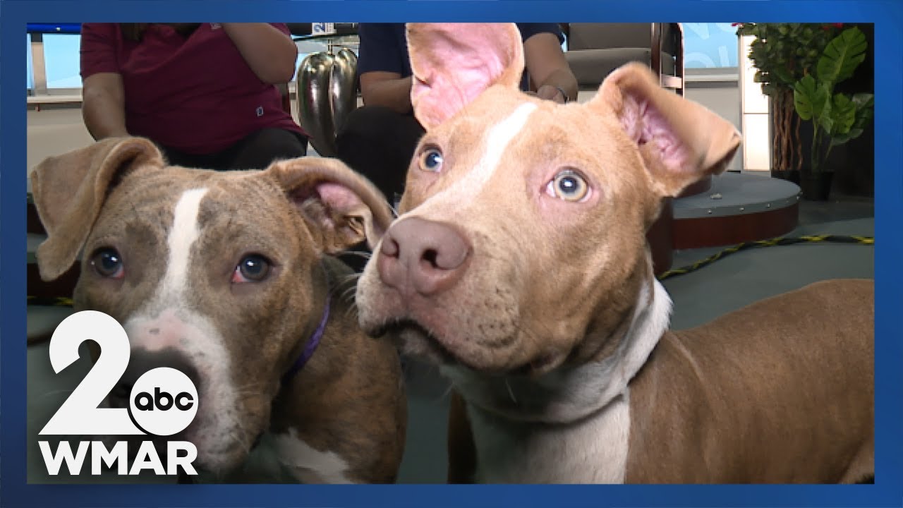 Pets on Set: PipPip and Cheerio - YouTube