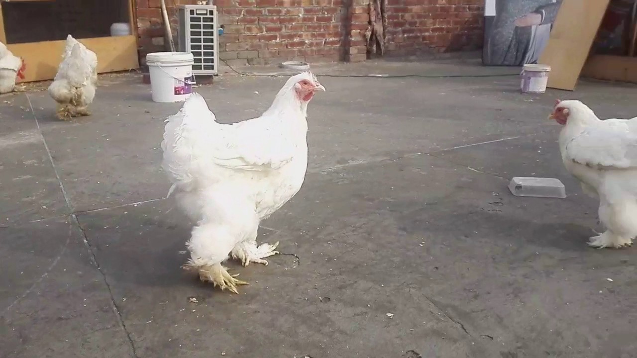White Buff Heavy hens - YouTube