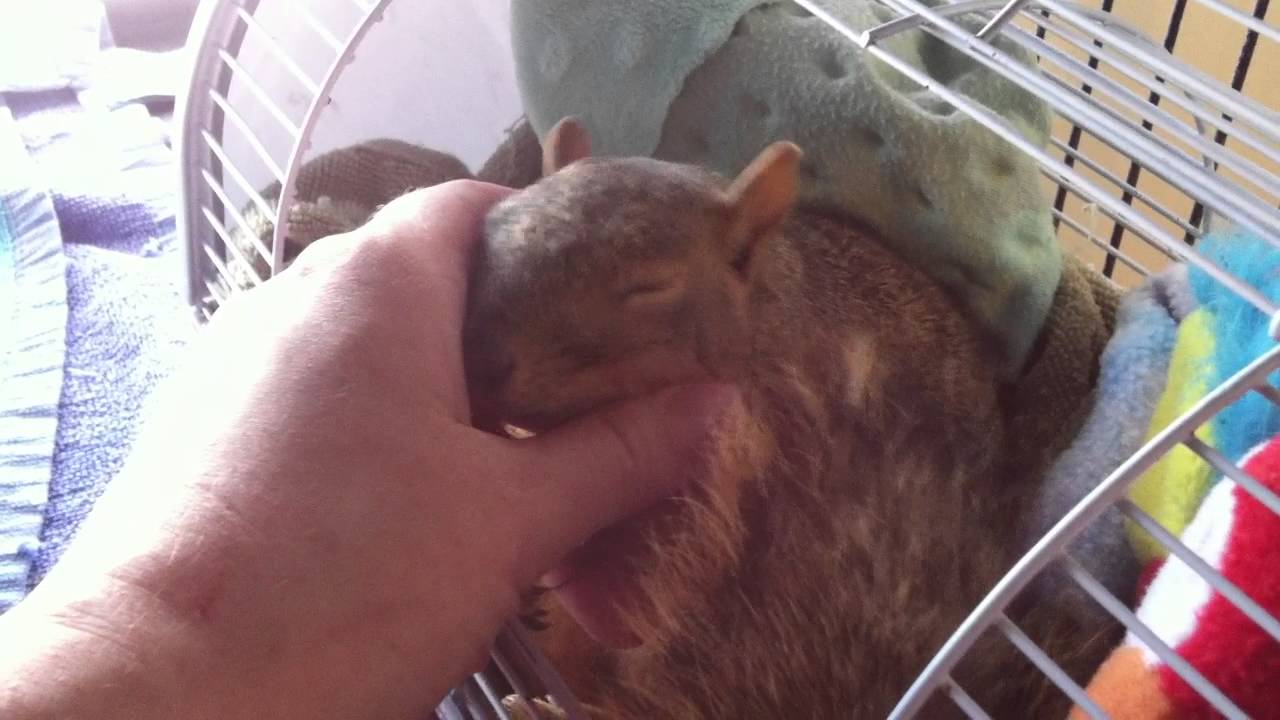 My cute pet squirrel snuggling. - YouTube