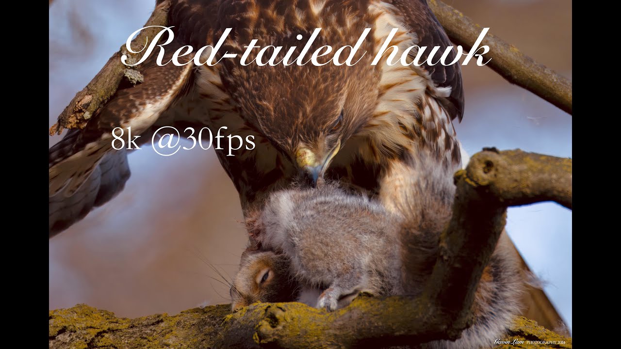 Red tailed hawk catches a squirrel for breakfast - YouTube