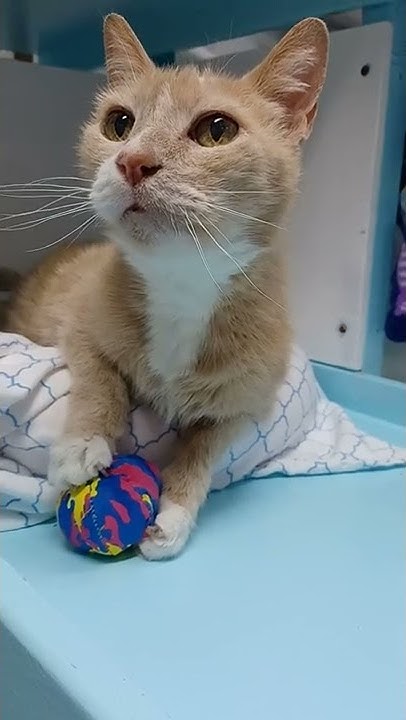 We think he likes it! Matt the Cat loving the nip! - YouTube