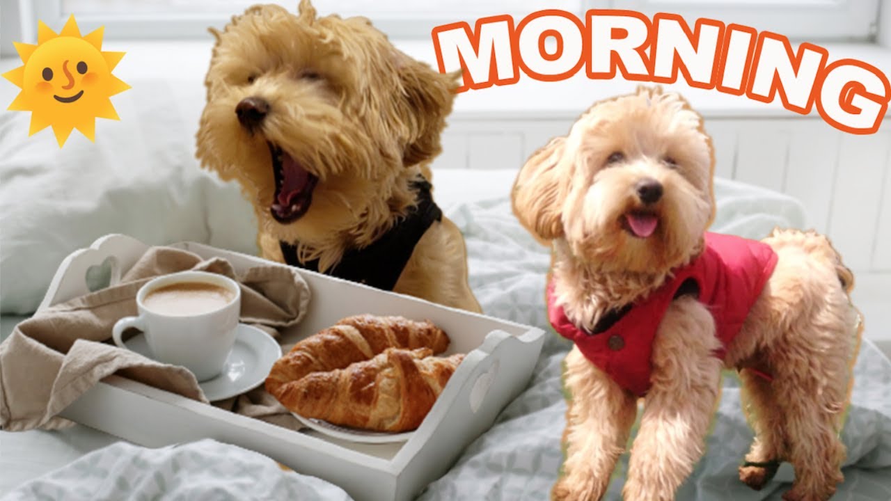 Kai's Puppy Morning Routine! | Life with a Maltipoo Puppy - YouTube