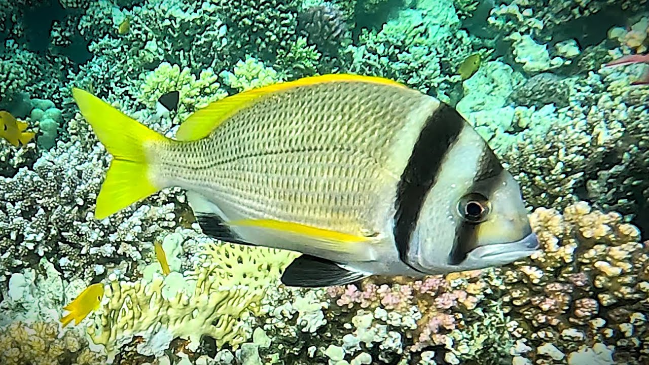 Twobar seabream (Acanthopagrus bifasciatus) Doublebar bream (4K) - YouTube