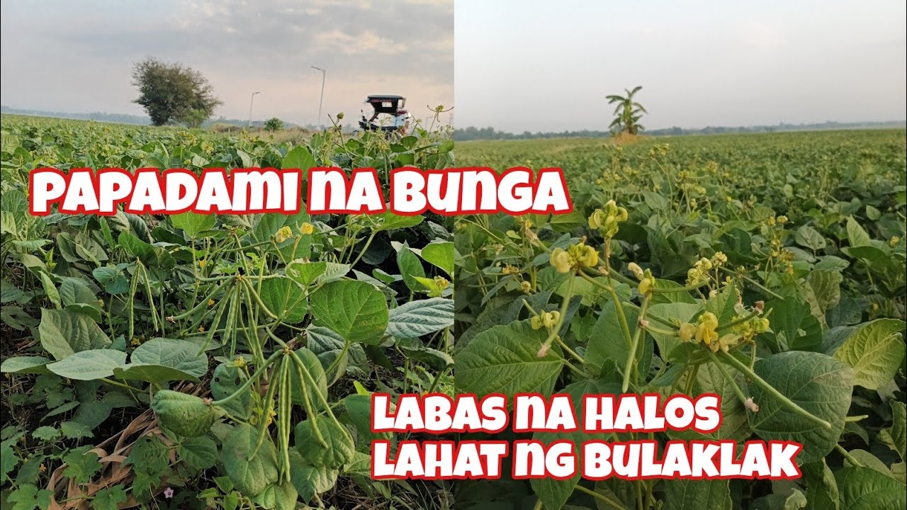 MONGGO MARAMI NG BUNGA 54 DAYS NA. - YouTube