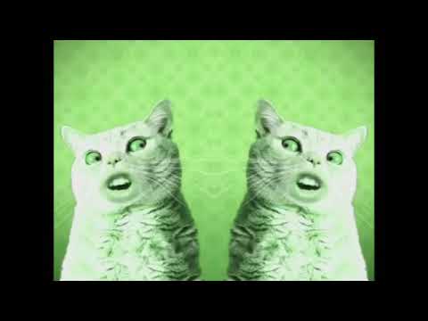 Preview 2 Numa cat Effects (Sponsored By Preview 2 Effects) in Slow ...