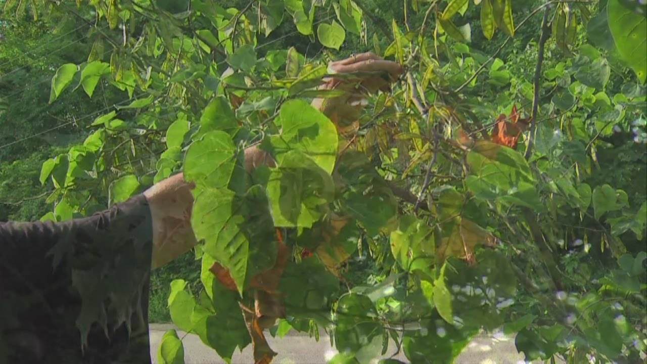 Notice the tips of tree branches dead? Here's why - YouTube