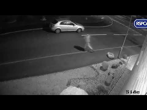 Köpeğin sokağa terk edilme anı güvenlik kameralarına yansıdı