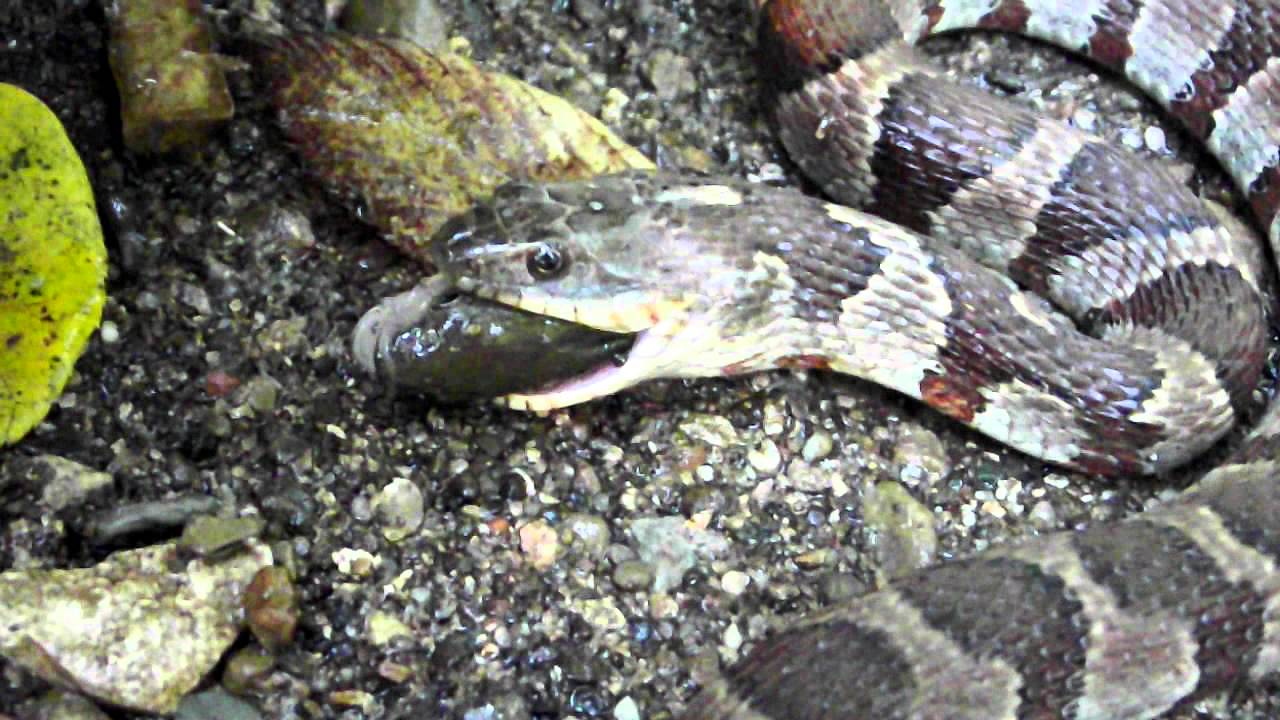 Northern Water Snake feeding - YouTube