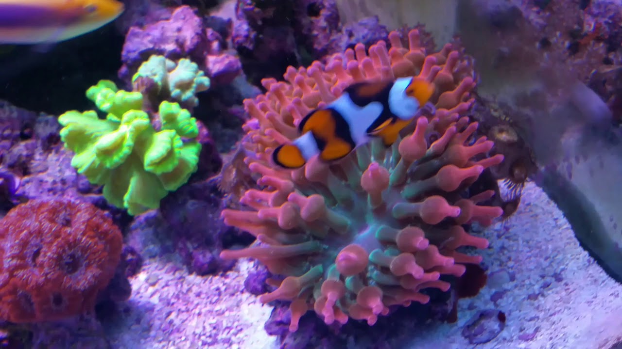 100 Gallon Mixed Reef Tank April Update - YouTube