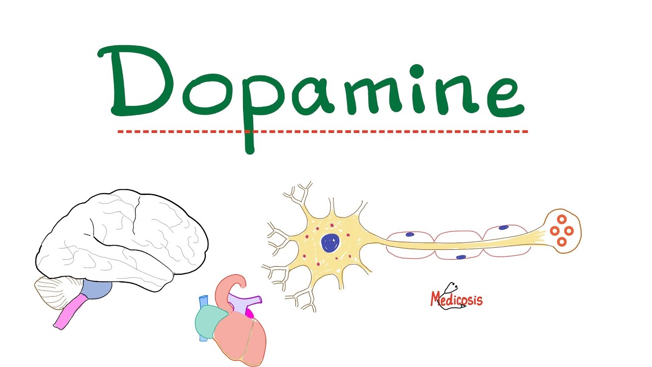 Neurotransmitters - Dopamine & Dopaminergic Neural Pathways ...
