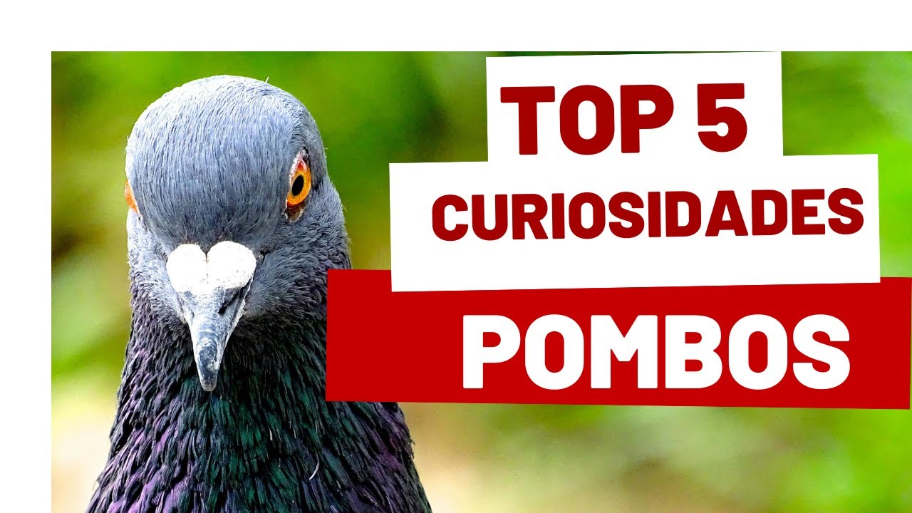Top 5 Curiosidades Pombos #curiosidadesanimais #aves #pombos - YouTube