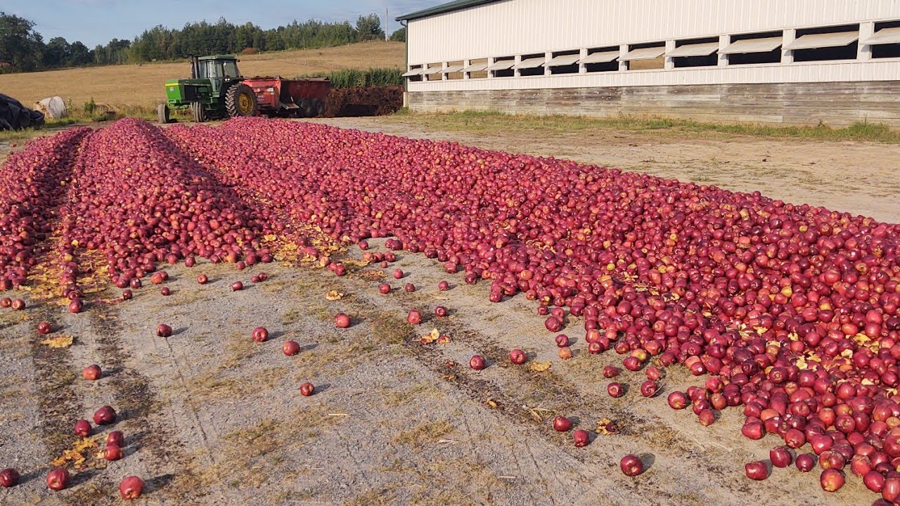 Apple Finished Beef - YouTube