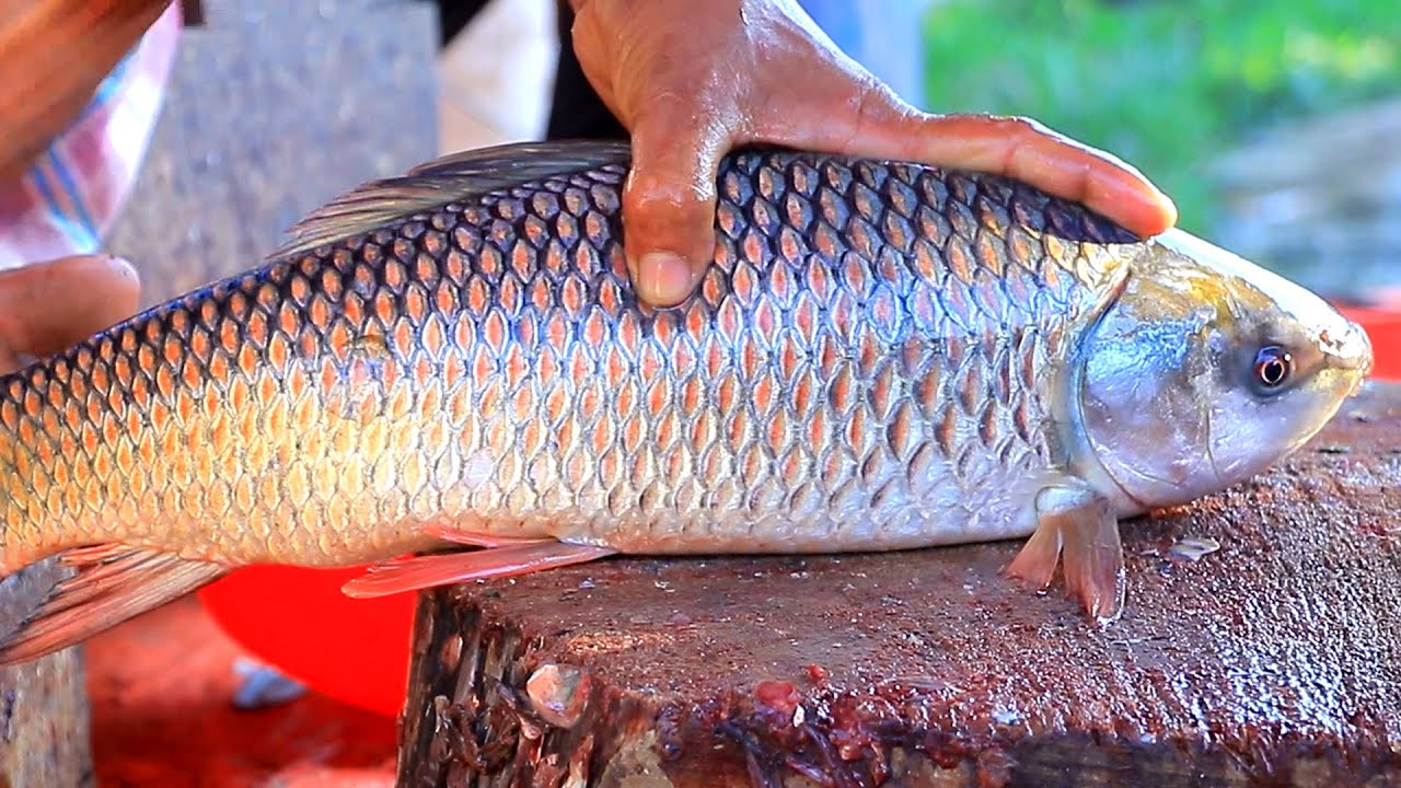 Define Cutter Fish at Tracy Macias blog