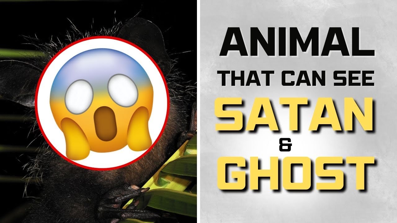 The Animals that can see Shaitan iblees and the Ghost! - YouTube