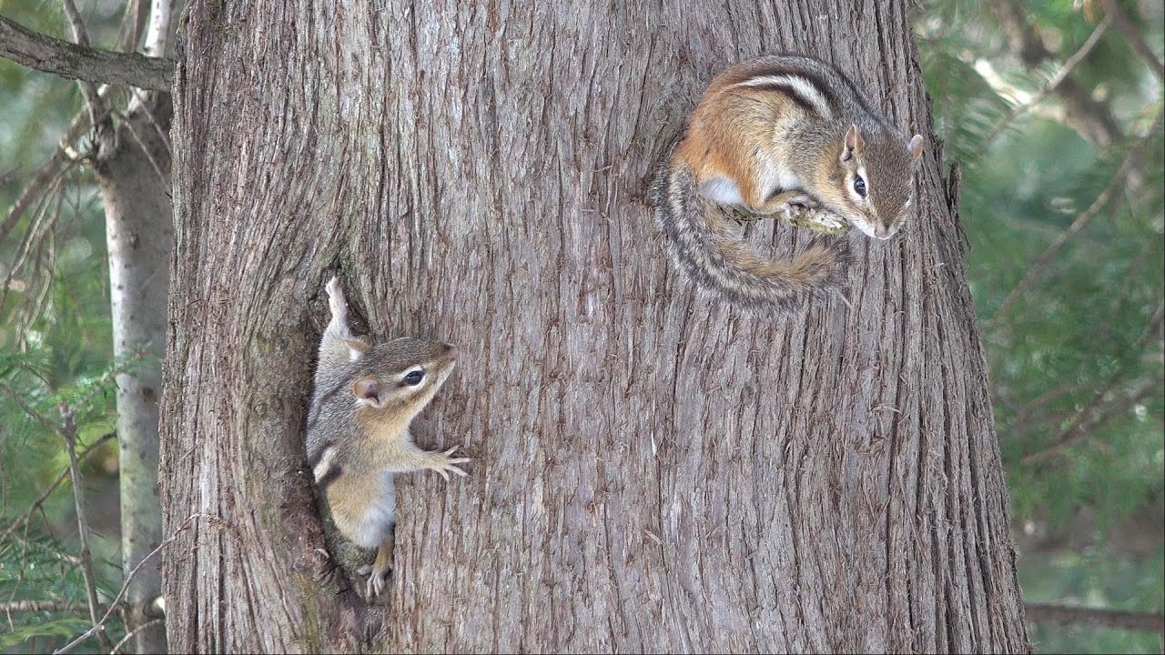 수컷 다람쥐 두마리가 만났을때 When Two Male Chipmunks Meet Each Other - YouTube