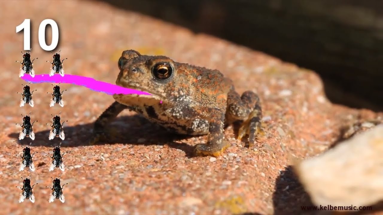 한국어, 영어 숫자세기, Counting in Korean with Baby Toad! Numbers 1 to 10 - YouTube