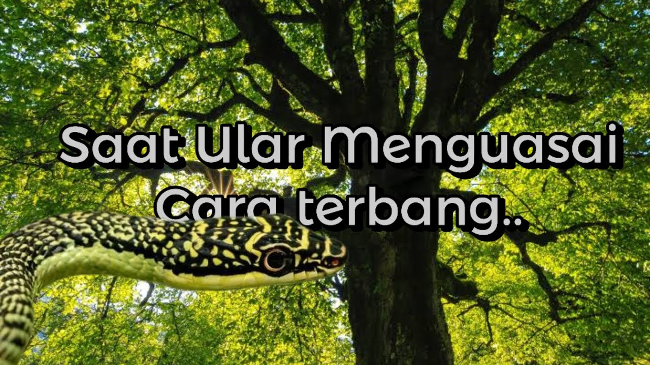 Ular Chrysopelea: Ular Unik yang Berevolusi untuk Terbang - YouTube