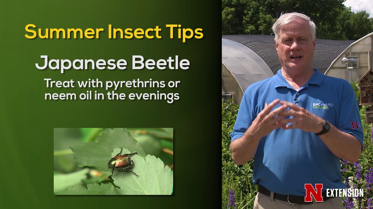 Summer Disease:Insect Tips - YouTube
