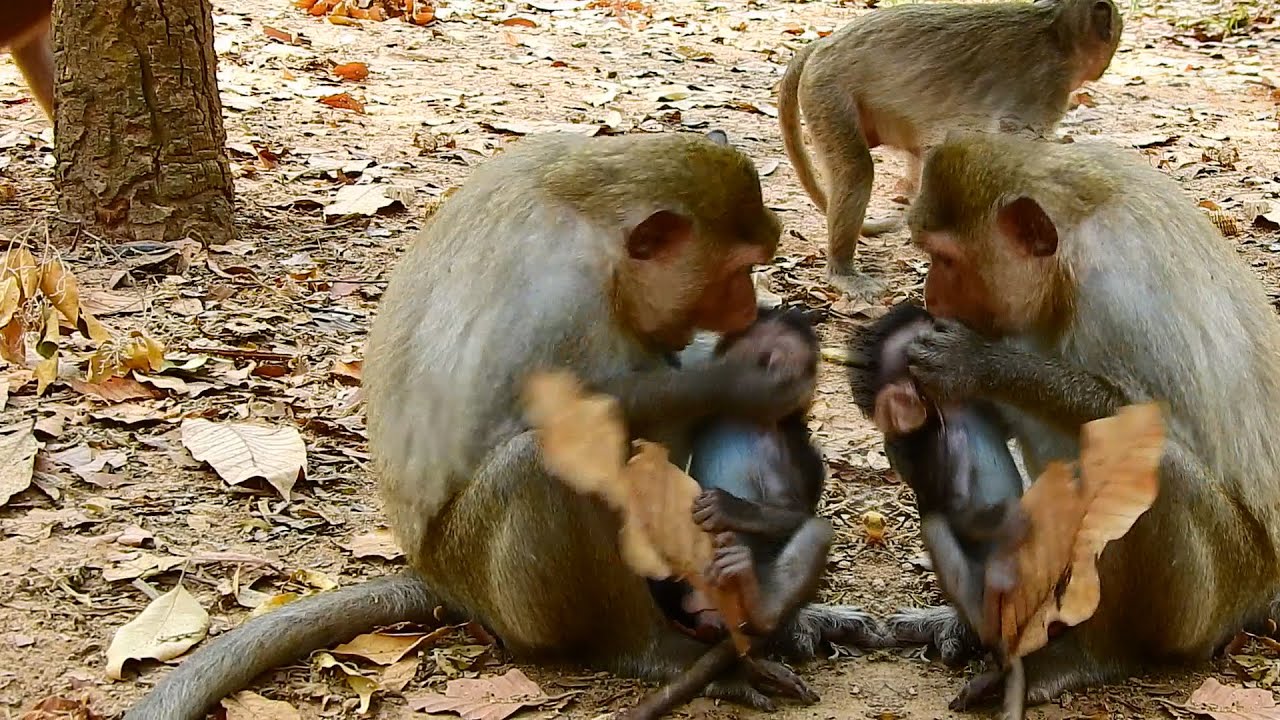 LOOK SO PITY SMALL PEPPER GET MOM DID BAD WARNING TO HER BABY SO PITY ...