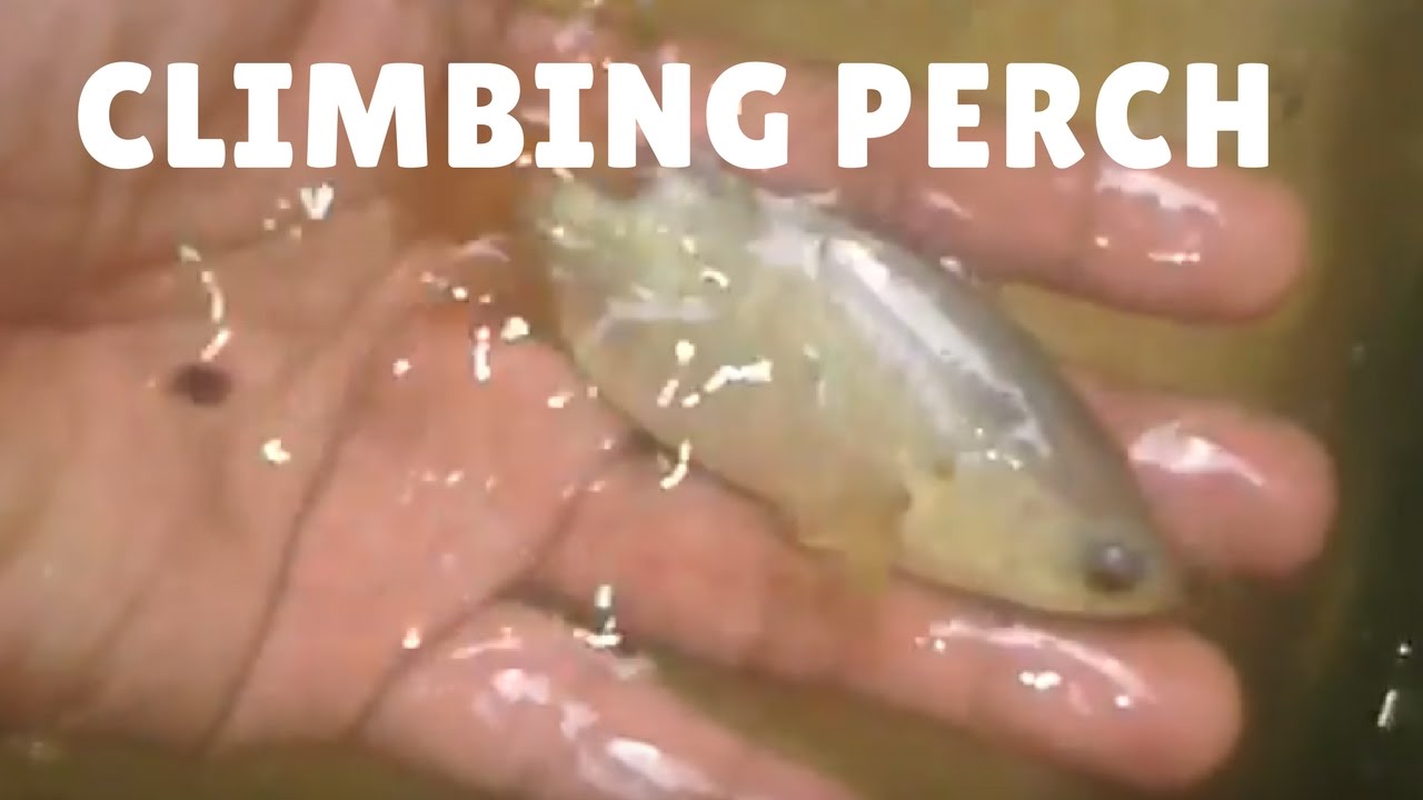 climbing perch fish locally called here in my place Poyo you need to ...