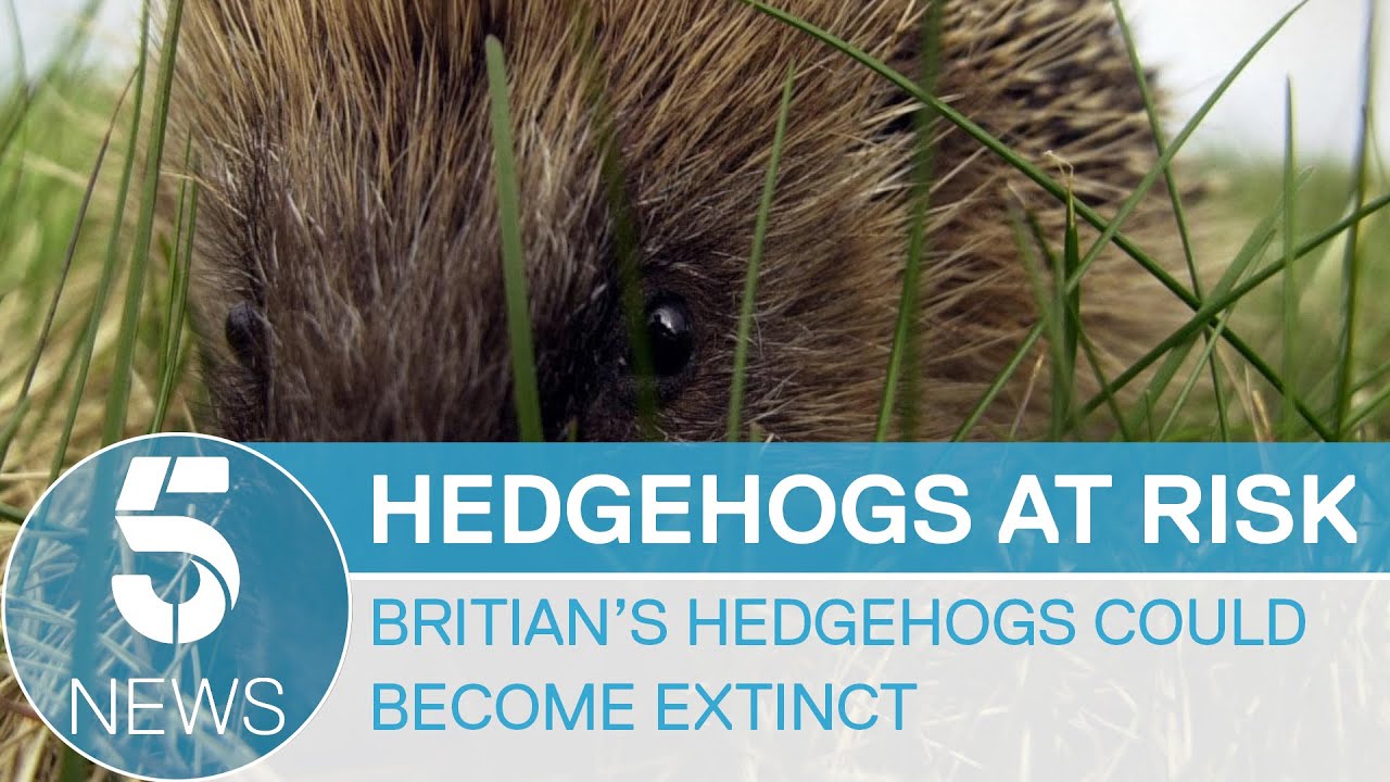 New campaign to save British hedgehogs from extinction | 5 News - YouTube