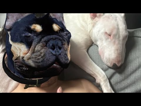 How to use coronuts zen and xim apex on 8 ball pool - YouTube