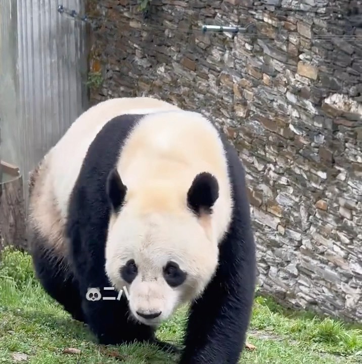 “Beauty Princess BAO BAO Steps Out for Adoring Fans!”💝🐼👑💖 🤩😍4.6.25 ...