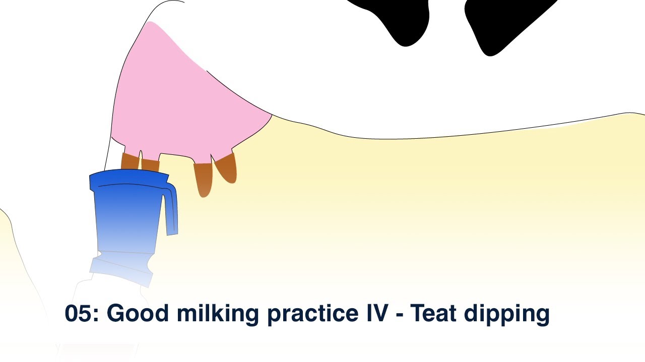 05: Good milking practice IV - Teat dipping - YouTube