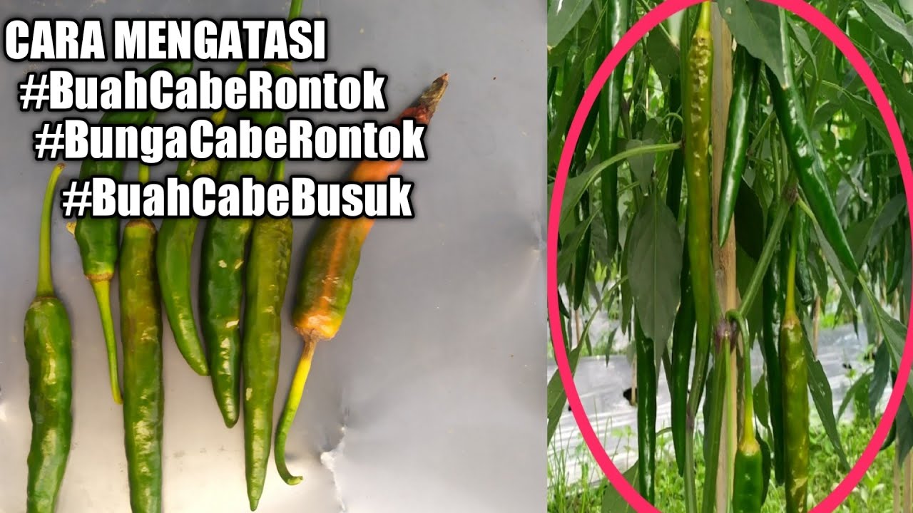 Penyebab Buah Cabe Rontok. Bunga Cabe Rontok. Buah Cabe Busuk. - YouTube