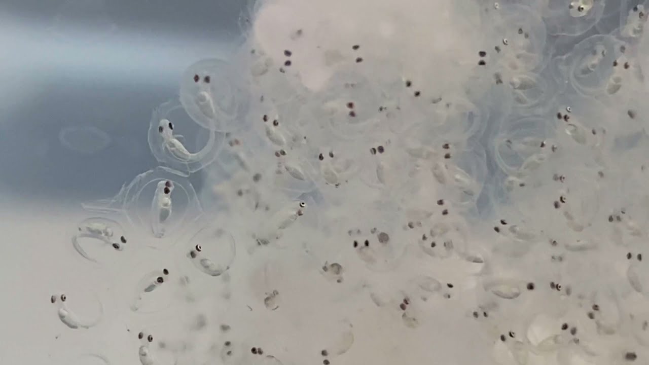 Yellow Perch larvae ready to hatch. - YouTube