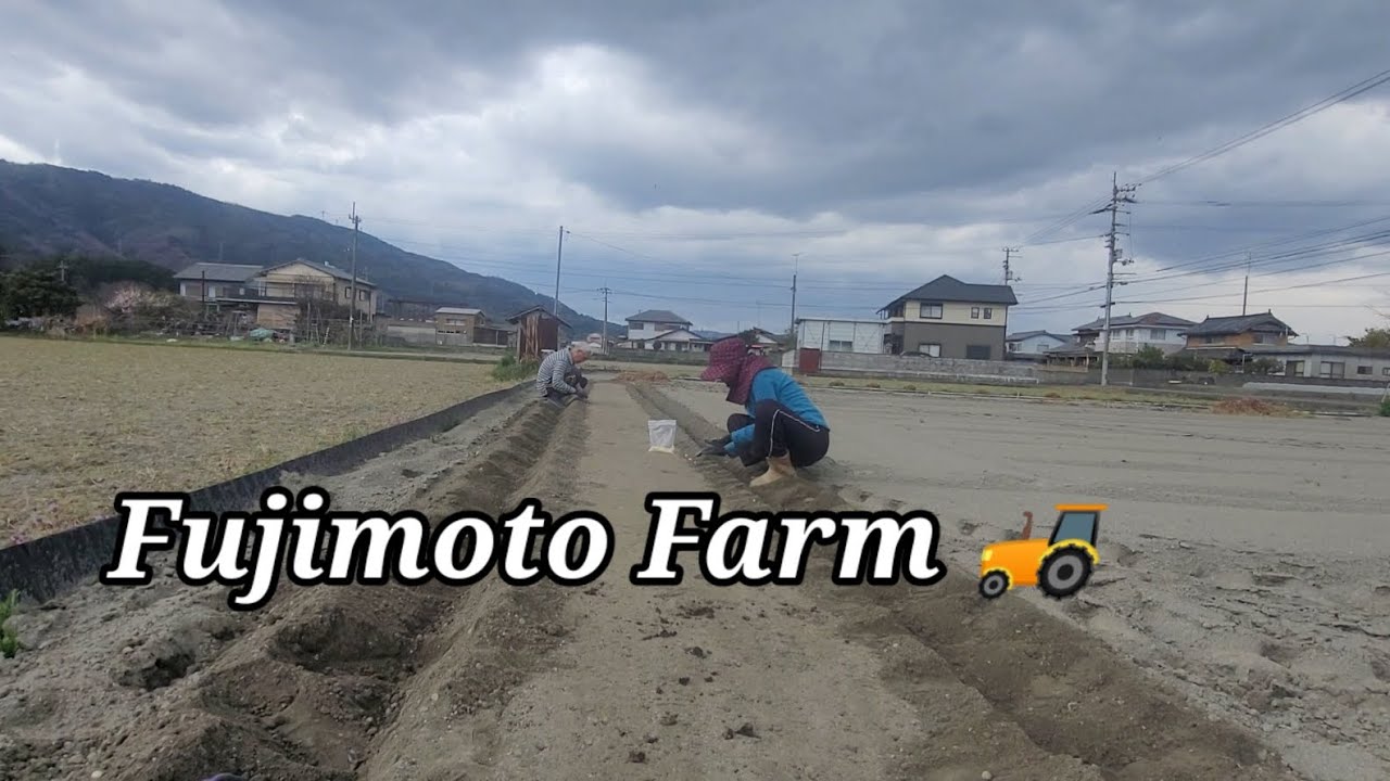 Magtatanim Kami Ng Mais Na Malagkit/JAPAN FARM - YouTube