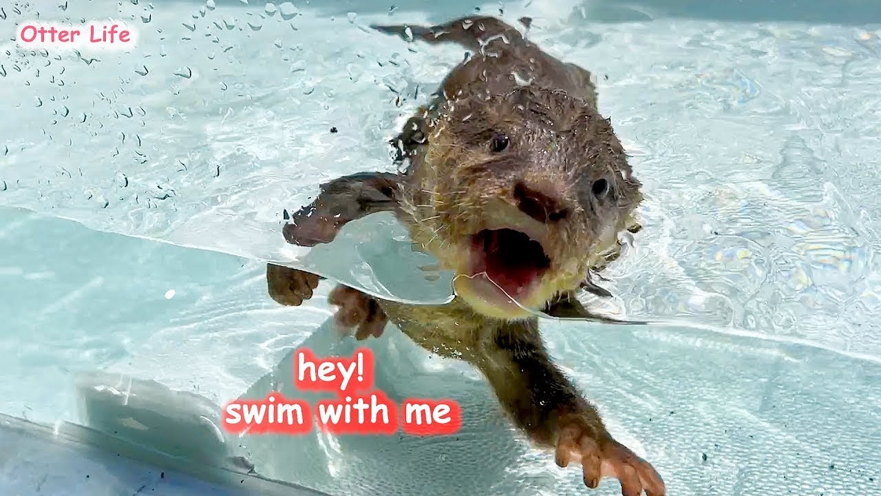 Baby Otter Mio is very excited about the new swimming pool | 赤ちゃんカワウソは ...