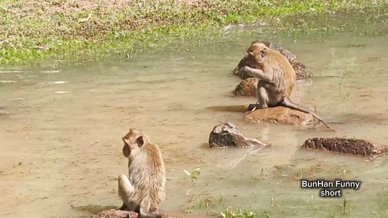 Two monkeys playing on the water.😂😂😂🐒🐒 - YouTube
