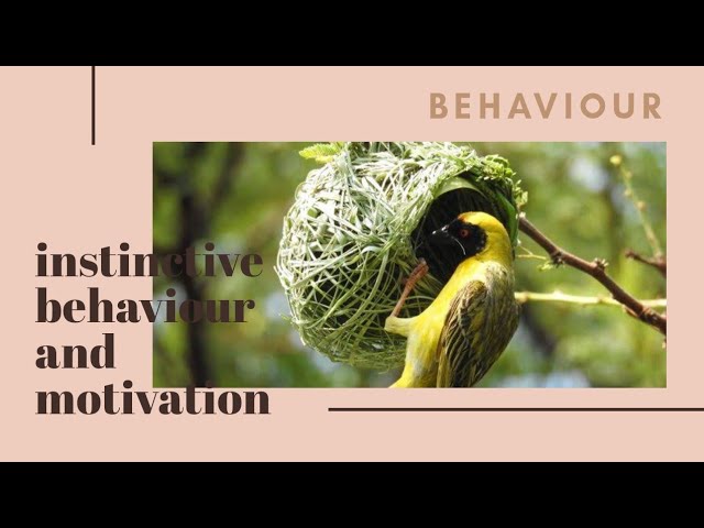 Instinctive Behavior