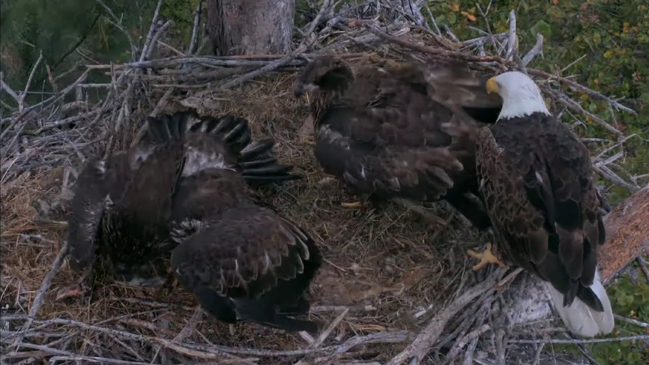 Connie brings fish, Dasher gets it and flies off the nest | Captiva ...