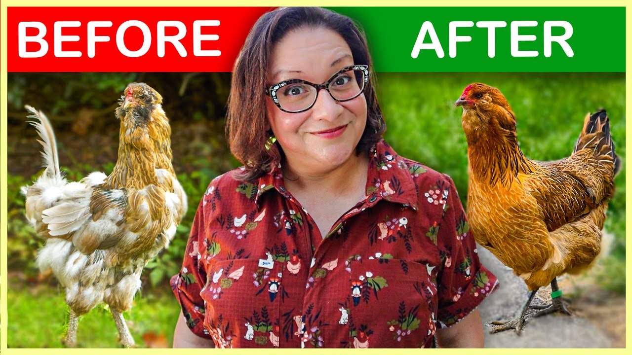 Stop Feather Picking FOR GOOD with These Simple Tips - YouTube