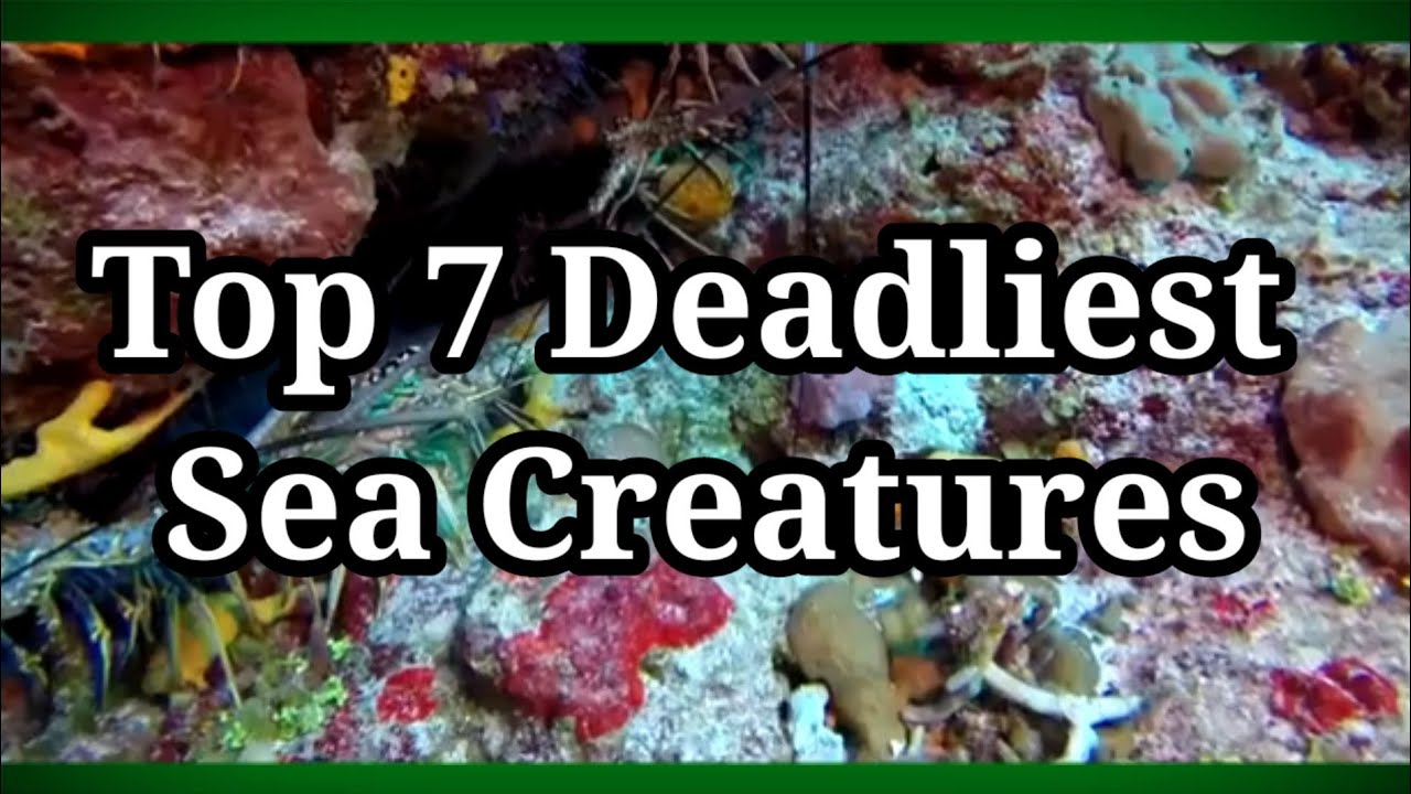 Deadliest sea animal creatures - YouTube
