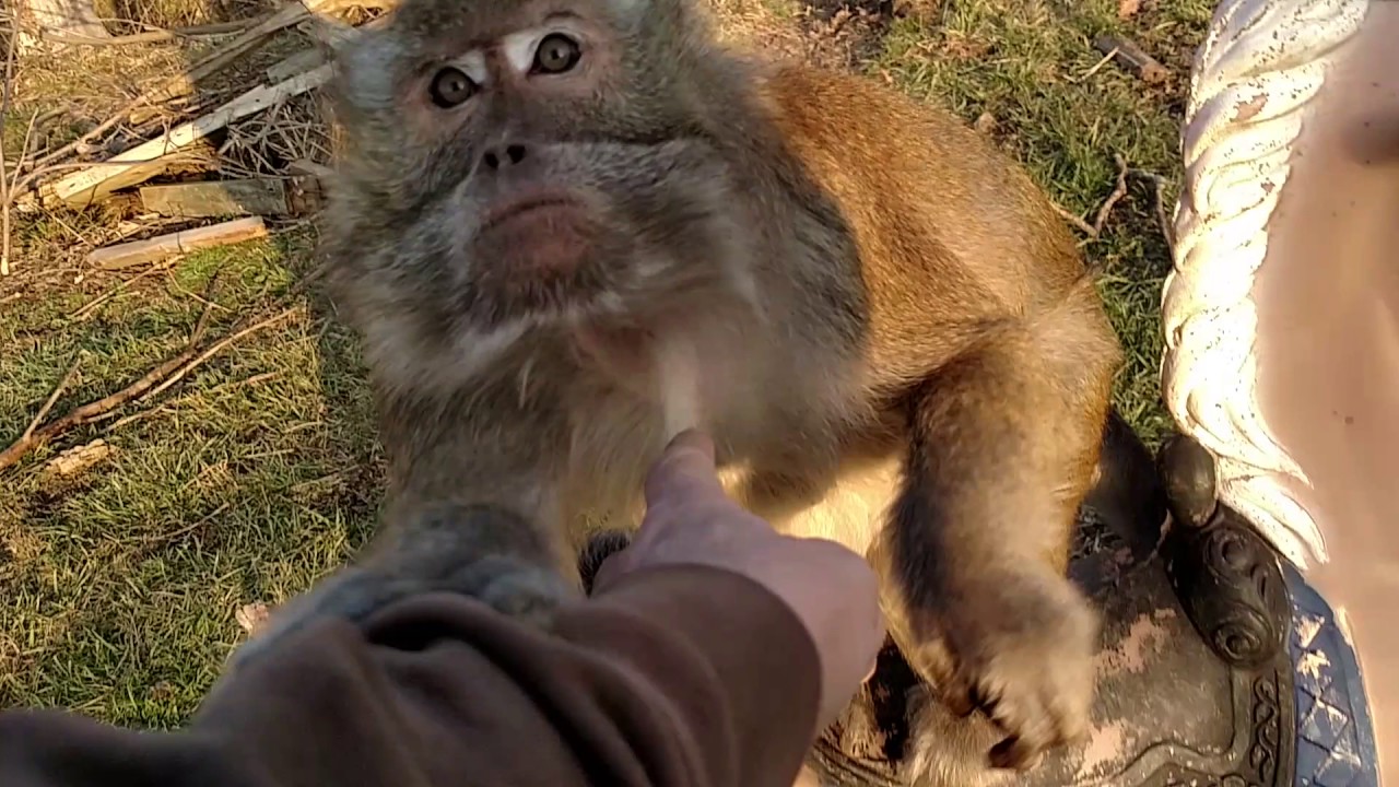 Pouting Monkeys - YouTube